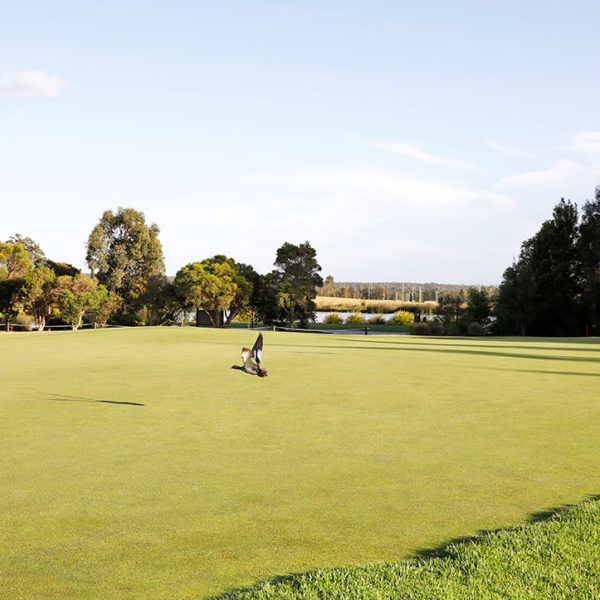 Chateau Elan and The Vintage – Golf Resorts of the World